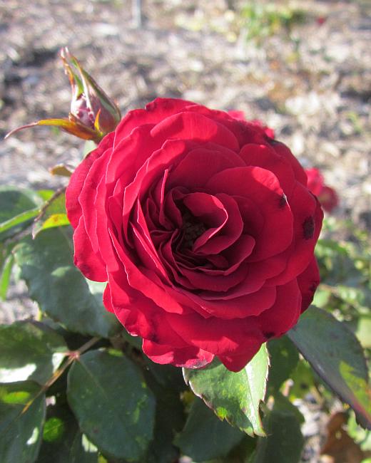 301 Moved Permanently