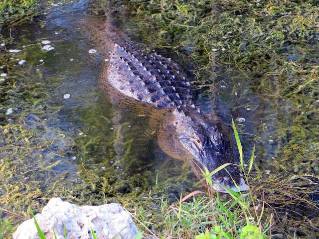 The Daily Rant: Seriously Up To Our Ass In Alligators