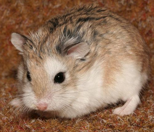 Jenis Hamster