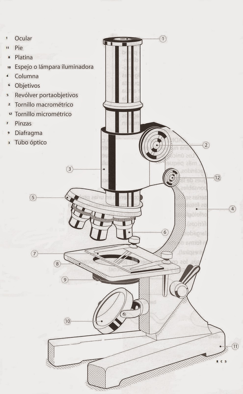 Partes del microscopio ~ Alta Clase