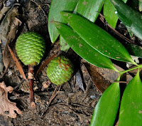 Agathis dammara | Indonesian Forest