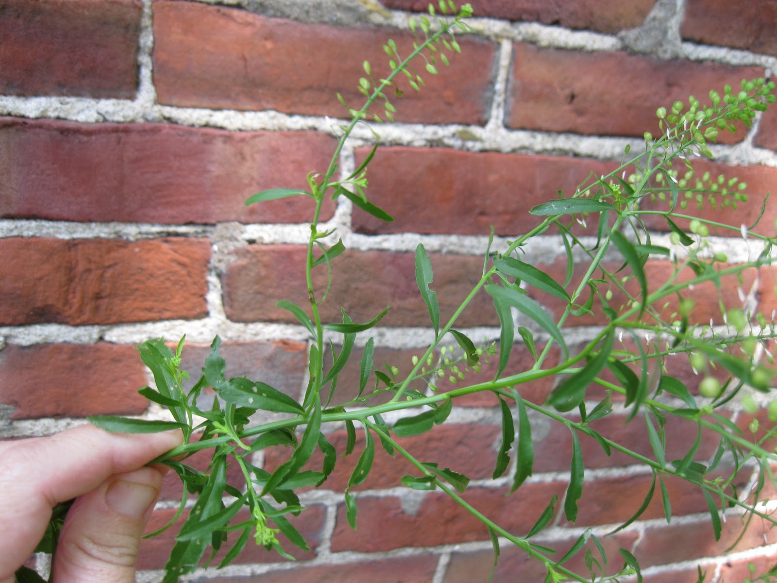 Wild Edible Texas: Peppergrass