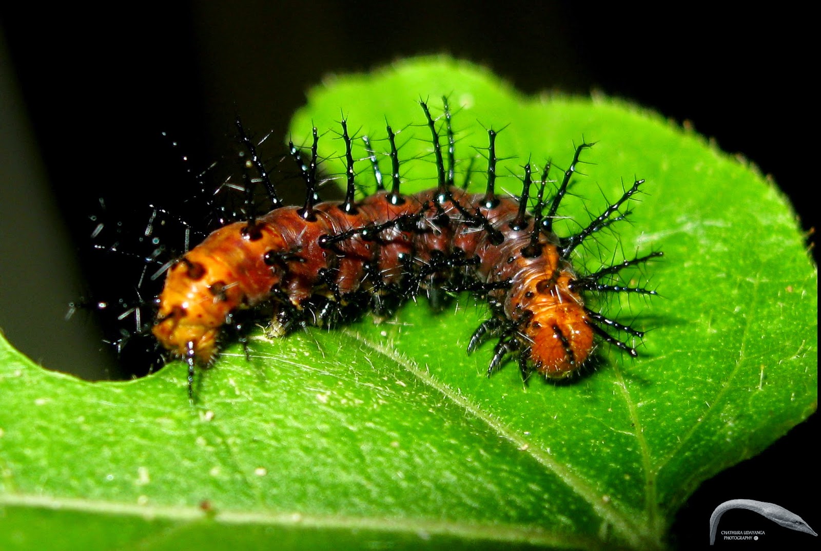Nature Of Srilanka: Tawny Coster (Acraea violae) - වියෝලා