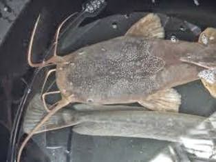 Mengenal Lele Phyton | Berternak Lele