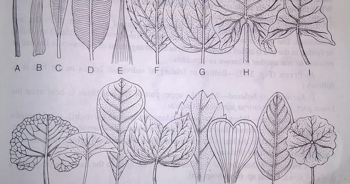 Leaf: shape of the lamina or leaf blade, prefoliation-digieduco