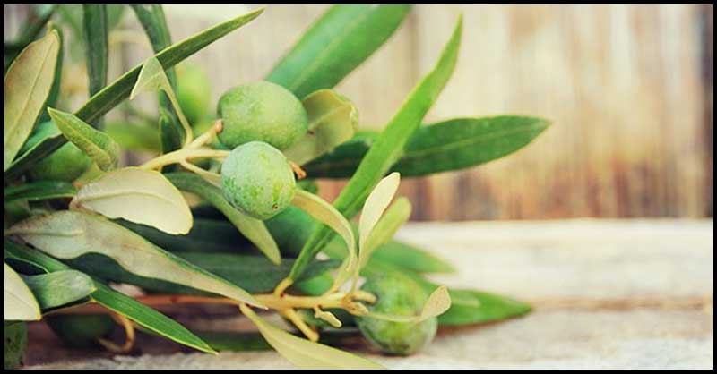 Olive Leaf Extract And Its Medicinal Uses | Dr Farrah MD