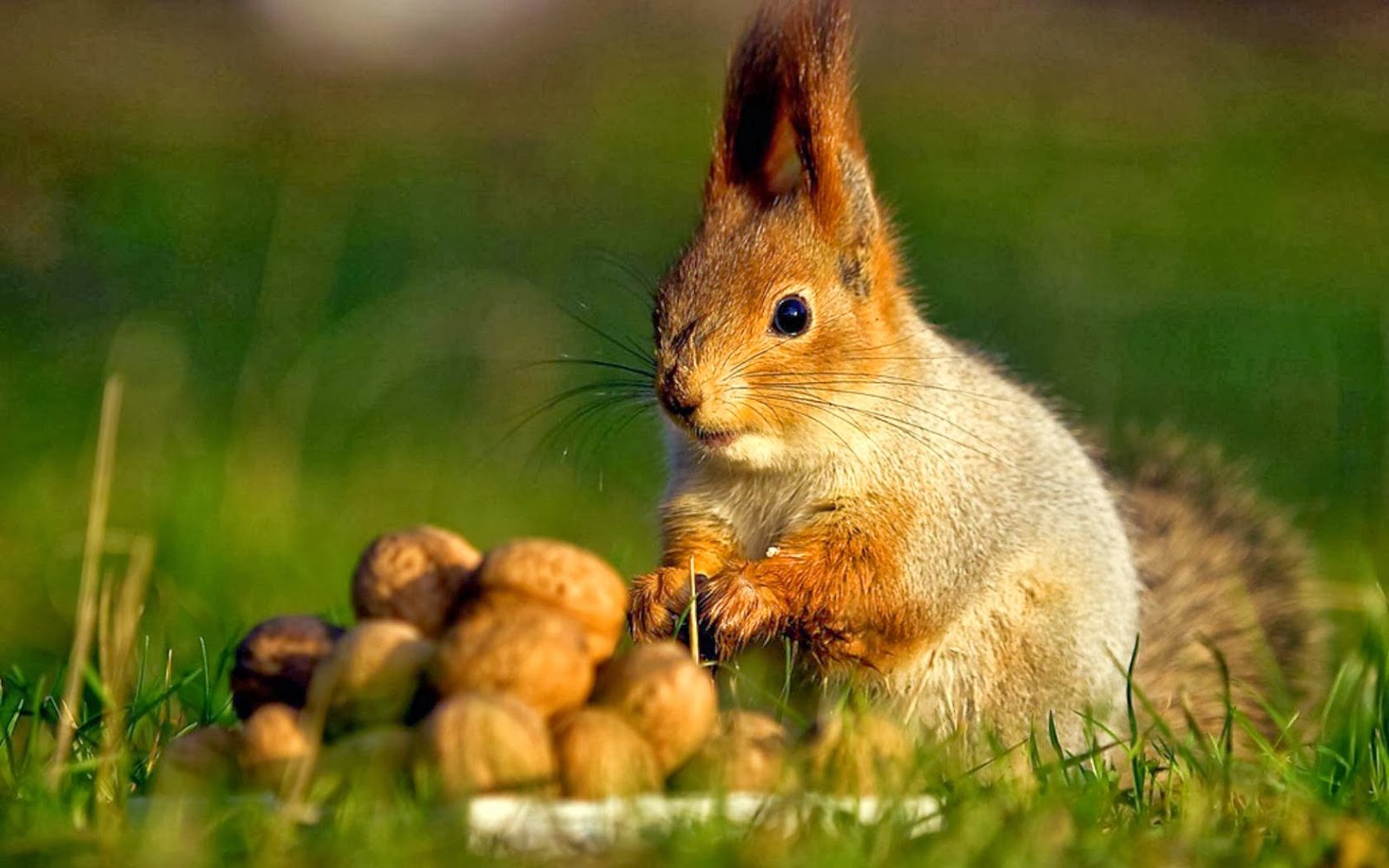 УЧЕЋИ ДРУГЕ, УЧИМО СЕ И МИ: Разноврсност живог света-мр Гордана Брун