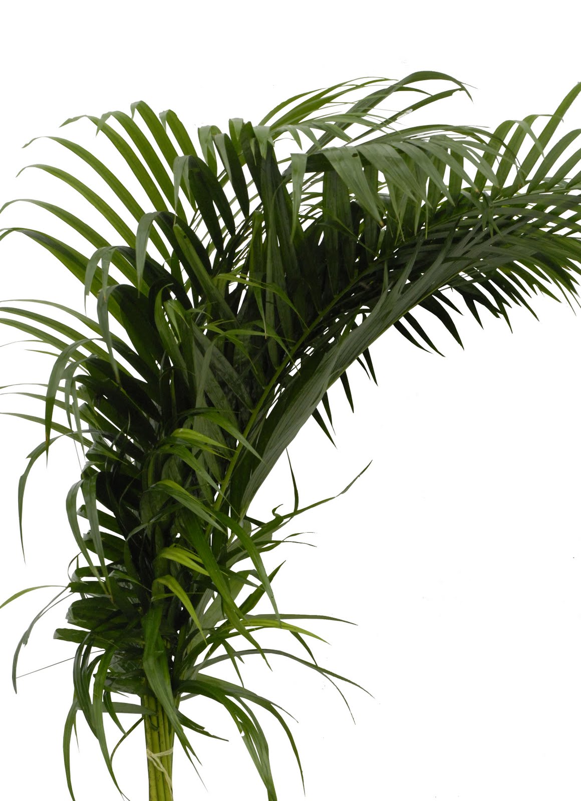 Tropical Flowers Rancho Alegre C.A.: Catalogo