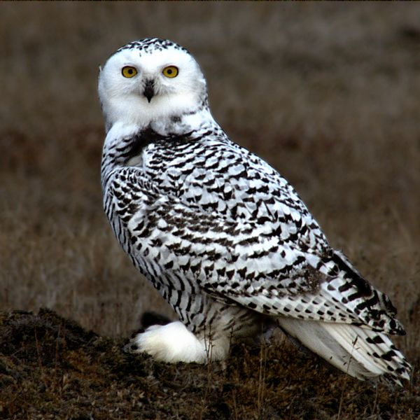 5 The World s Largest Owl Uniq Worlds 5-the-world-s-largest-owl-uniq-worlds
