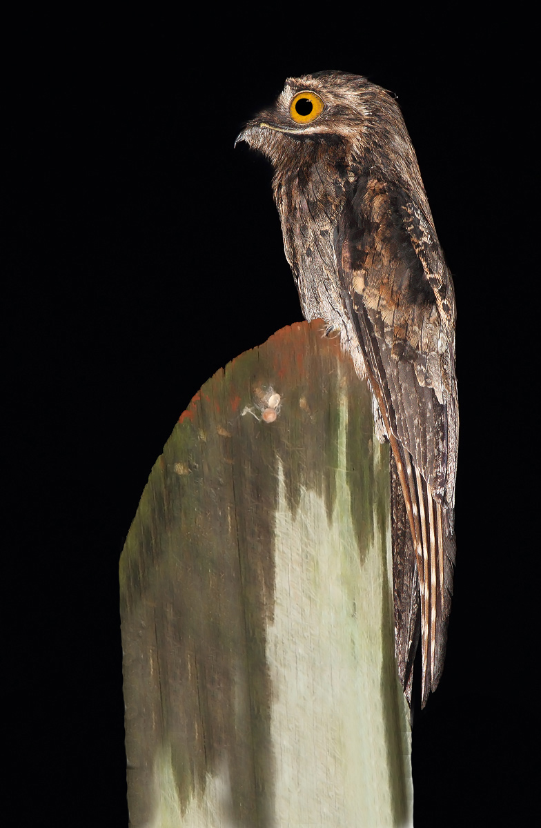 AVES NUESTRAS: URUTAU COMUN