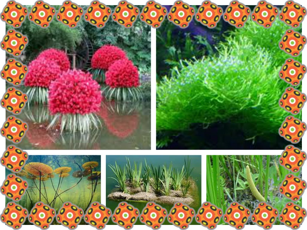 LAS PLANTAS ACUÁTICAS Y TERRESTRES:: PIZAP PLANTAS ACUÁTICAS