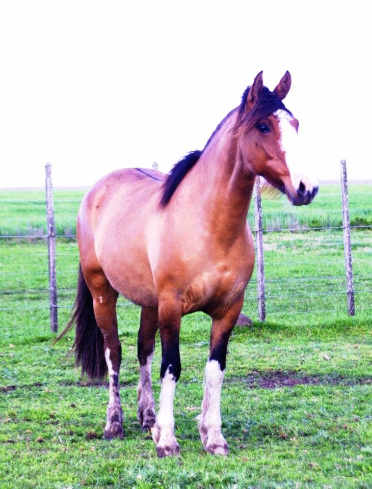 Dos Estribos: Ejemplar: ALTANERO DONOSA - RP 340 - SBA 064659 D