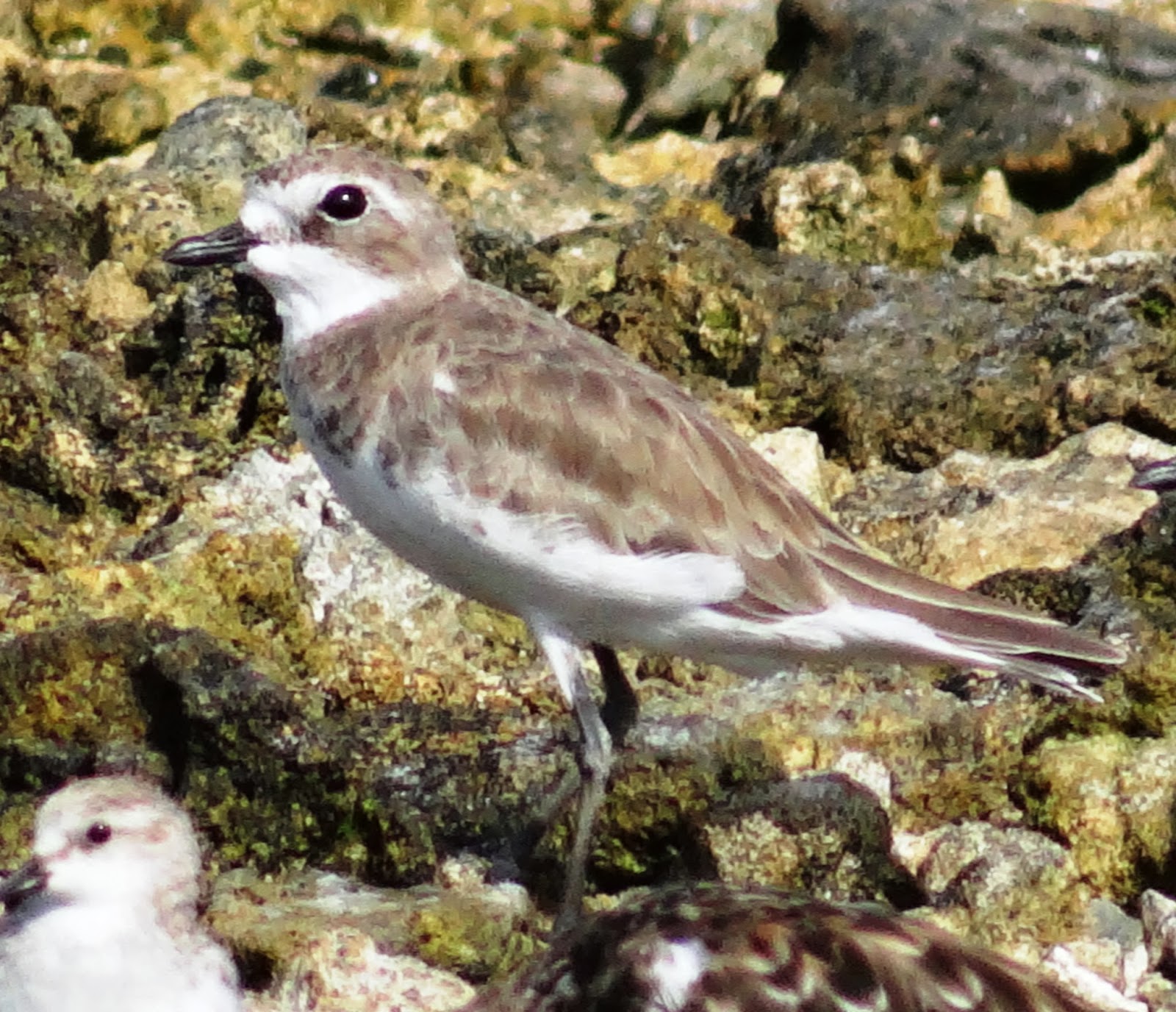 sunshinecoastbirds: Lady Elliot Island - Part II (Birds other than Terns)
