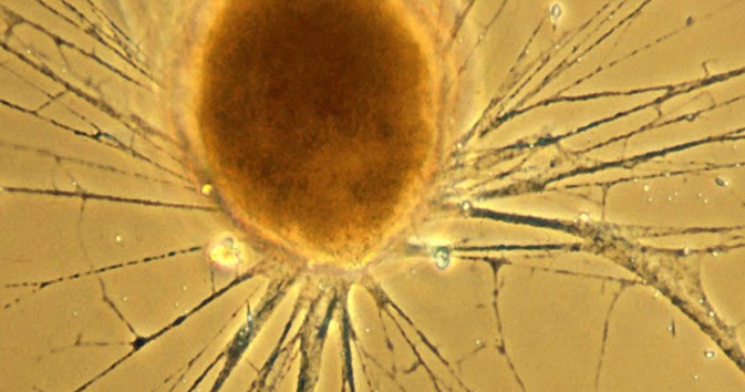 Variety of Life: Allogromiidae