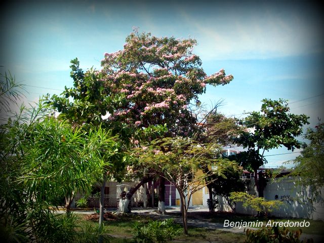 El Bable: Los maculís cubriendo con su manto rosado las calles de Cancún.