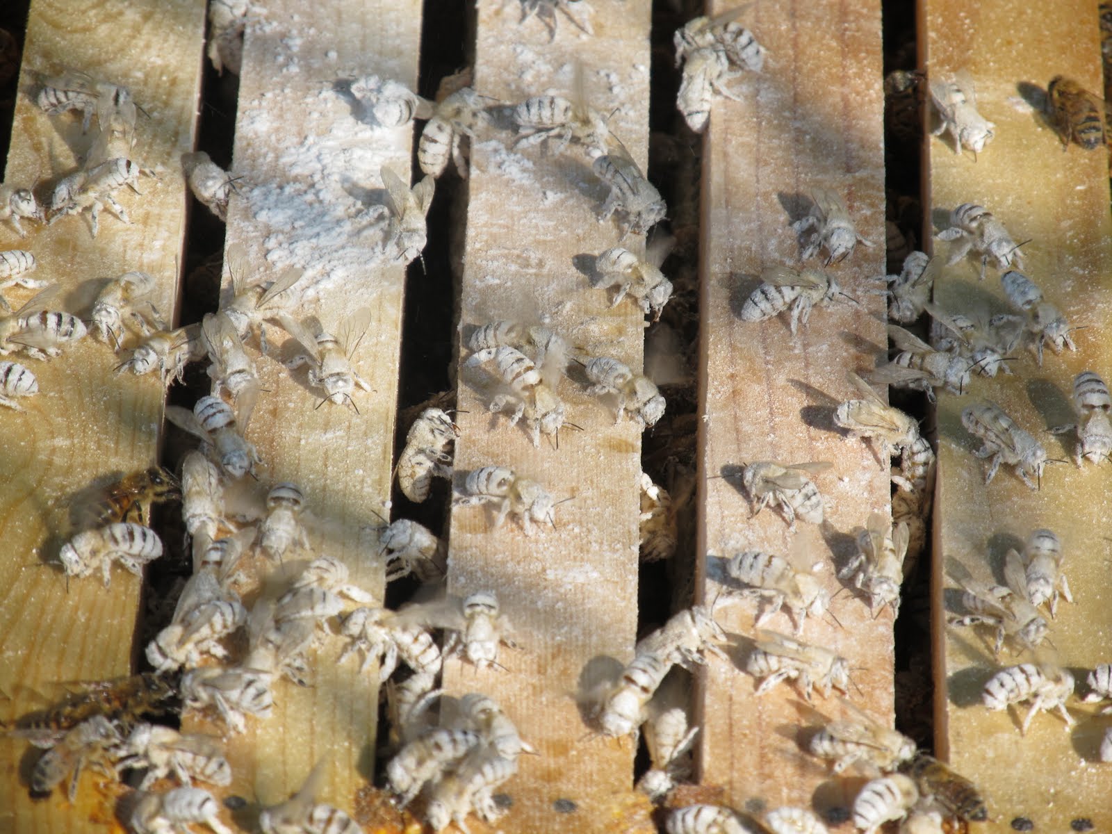 The Bee Man's Daughter