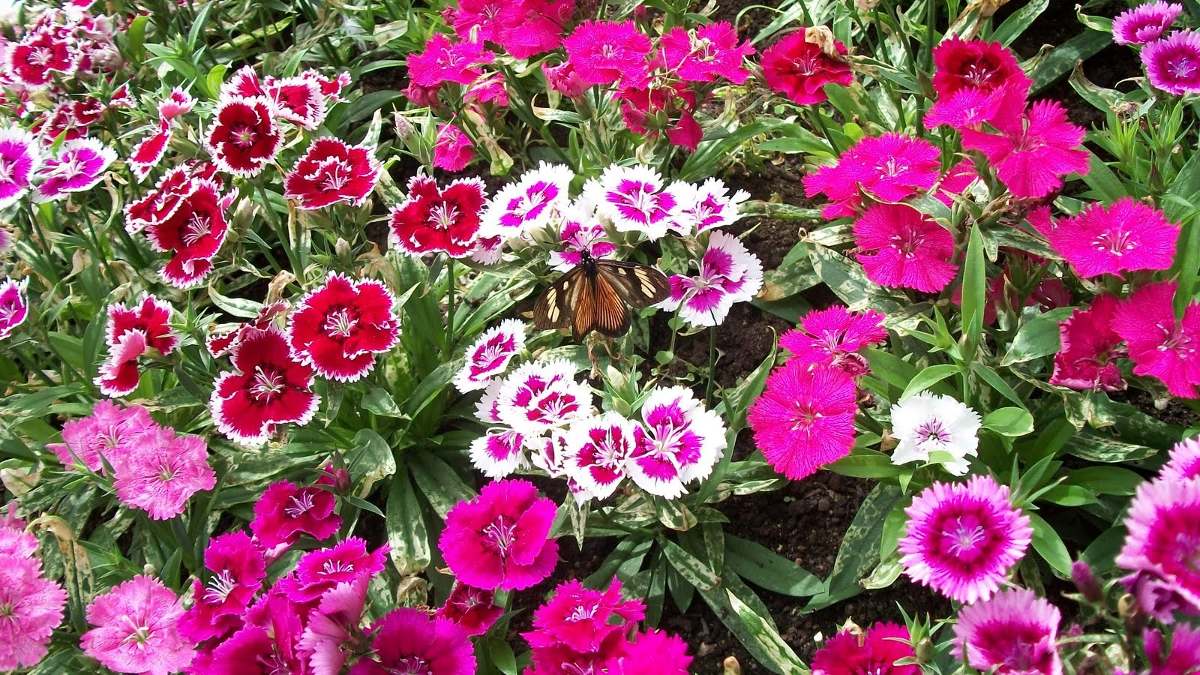 Cravina - Dianthus chinensis