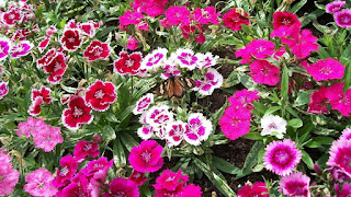 Cravina - Dianthus chinensis