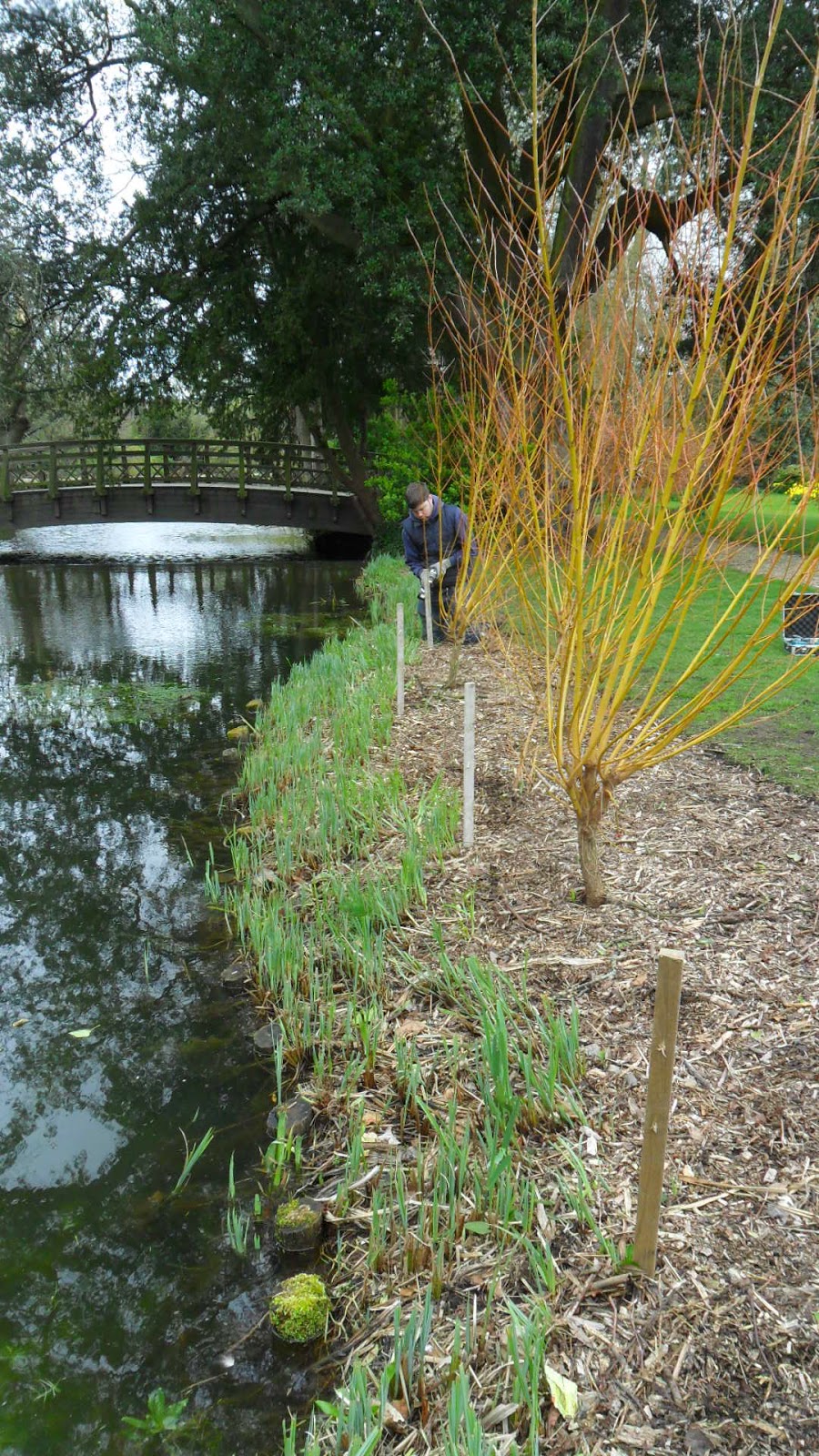 Worcester College Gardeners 2009-2018: Canada Goose Proof Fence