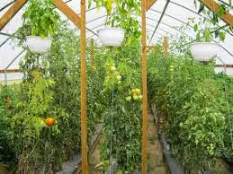 Off Season Vegetable production - General Agriculture