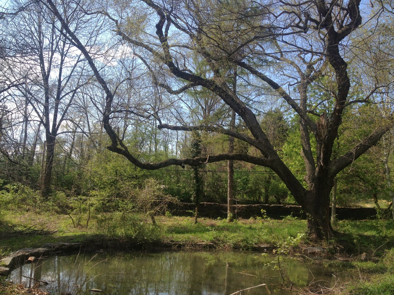 PHILLY TREES: THE PHILADELPHIA PALIMPSEST