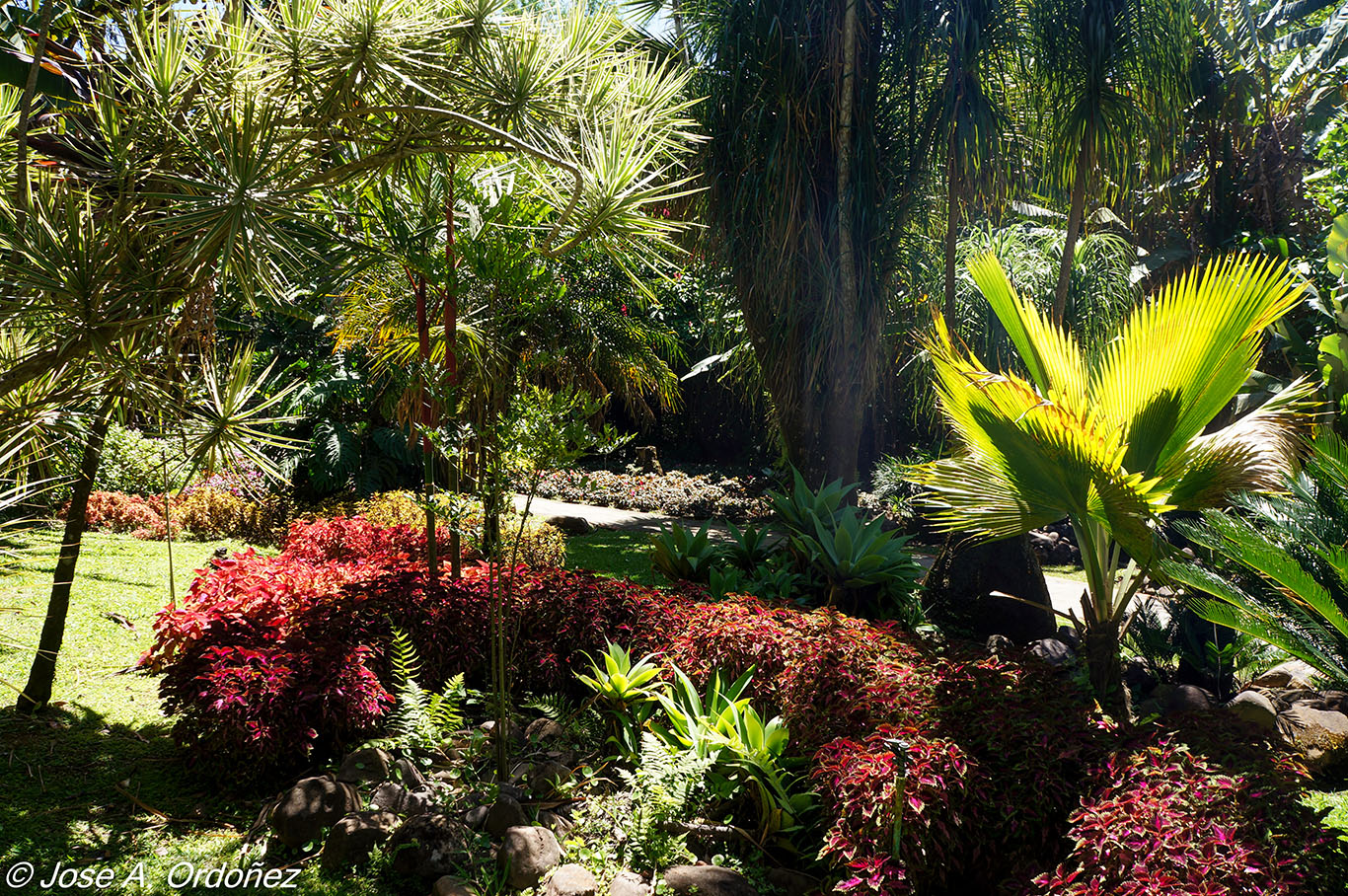 El Jardín de la Barrosa: Viajes recientes. Jardines tropicales: El ...