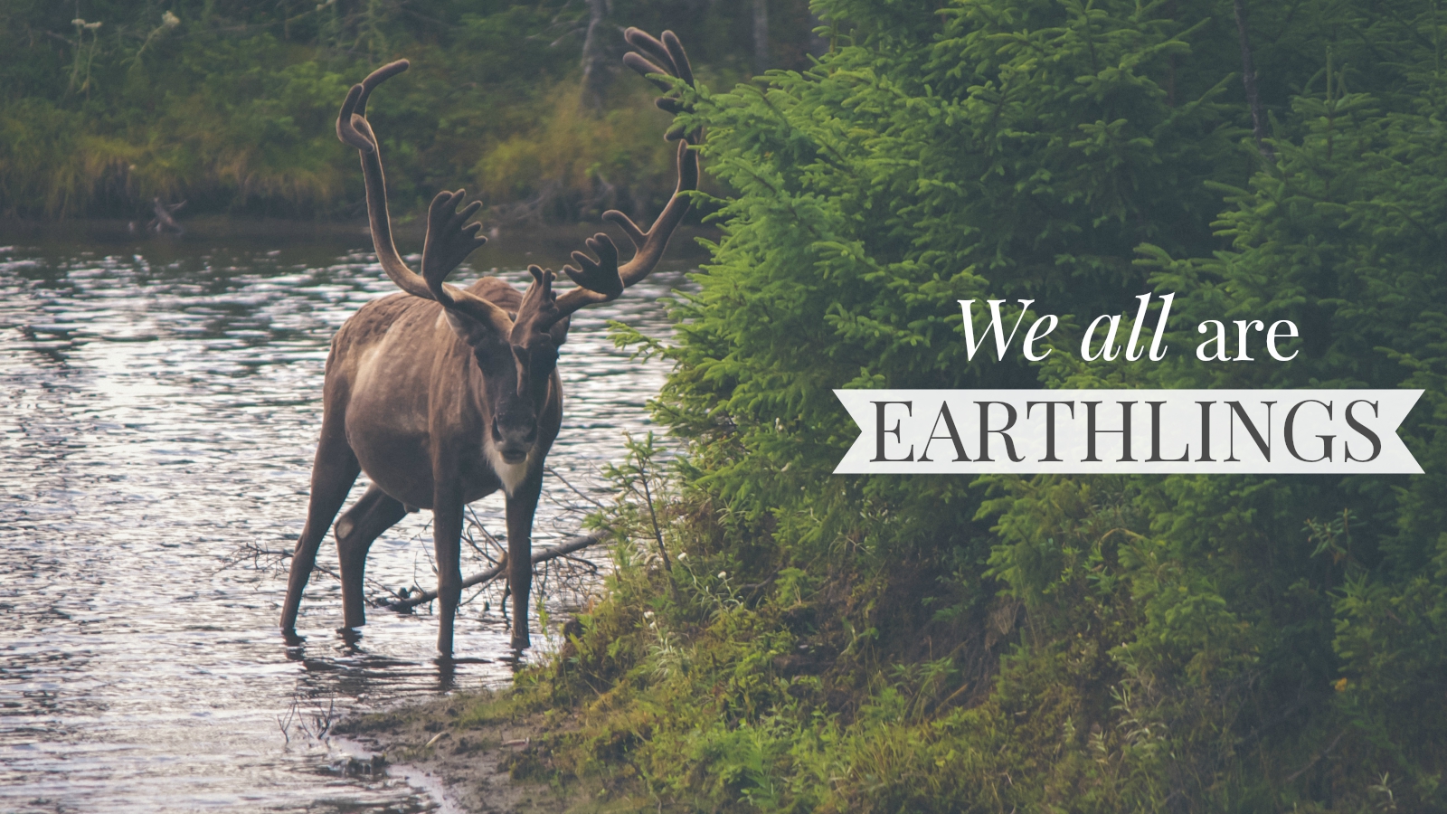 We All Are Earthlings Pure Power Panda we-all-are-earthlings-pure-power-panda