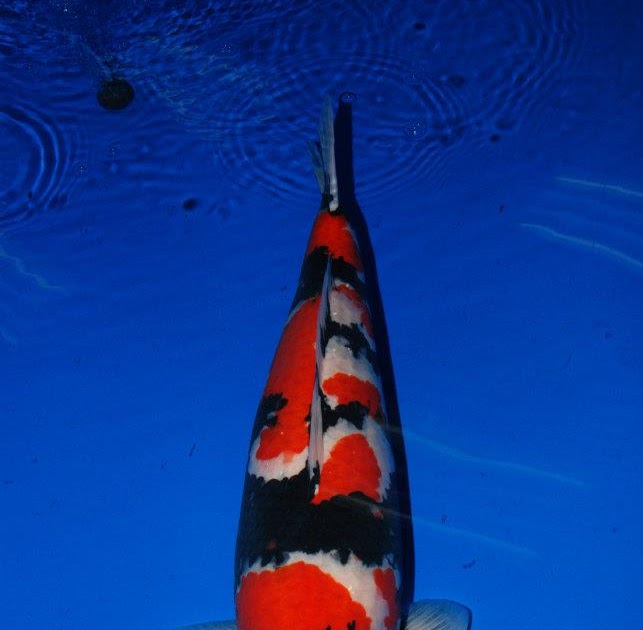 Koi Acres Blog: 43rd All Japan Koi Show Grand Champion