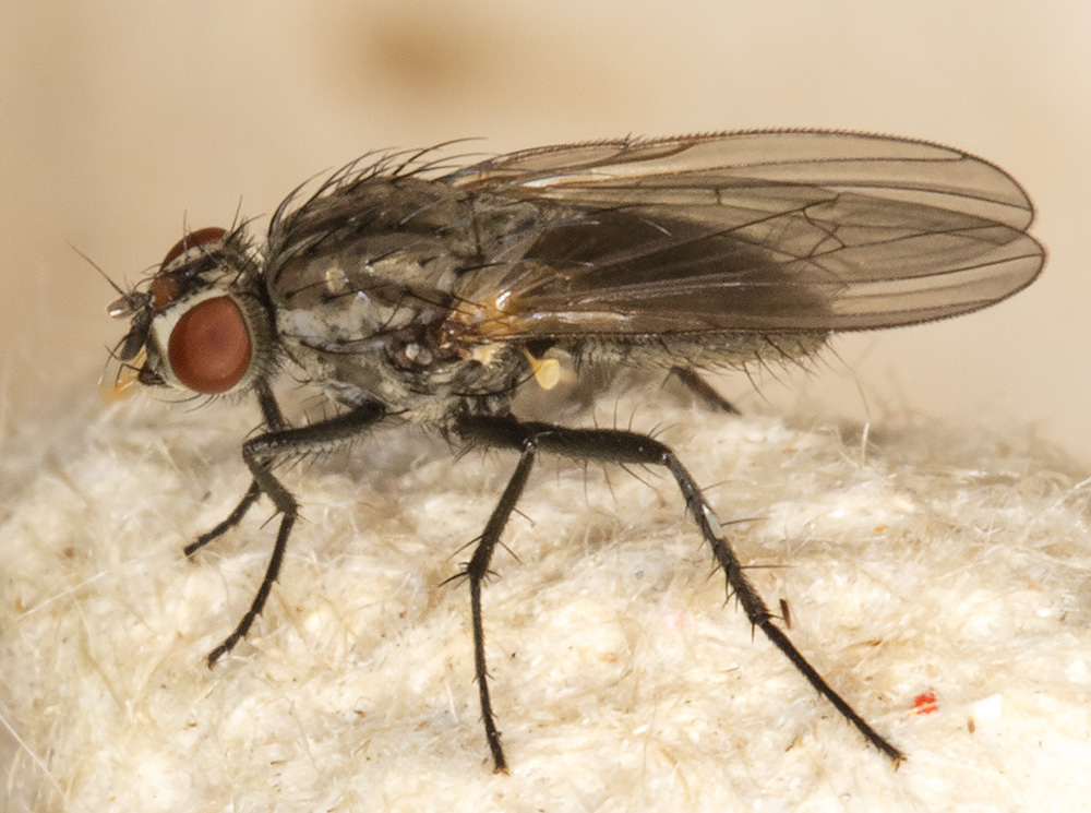 More flies from 2015 | Naturally
