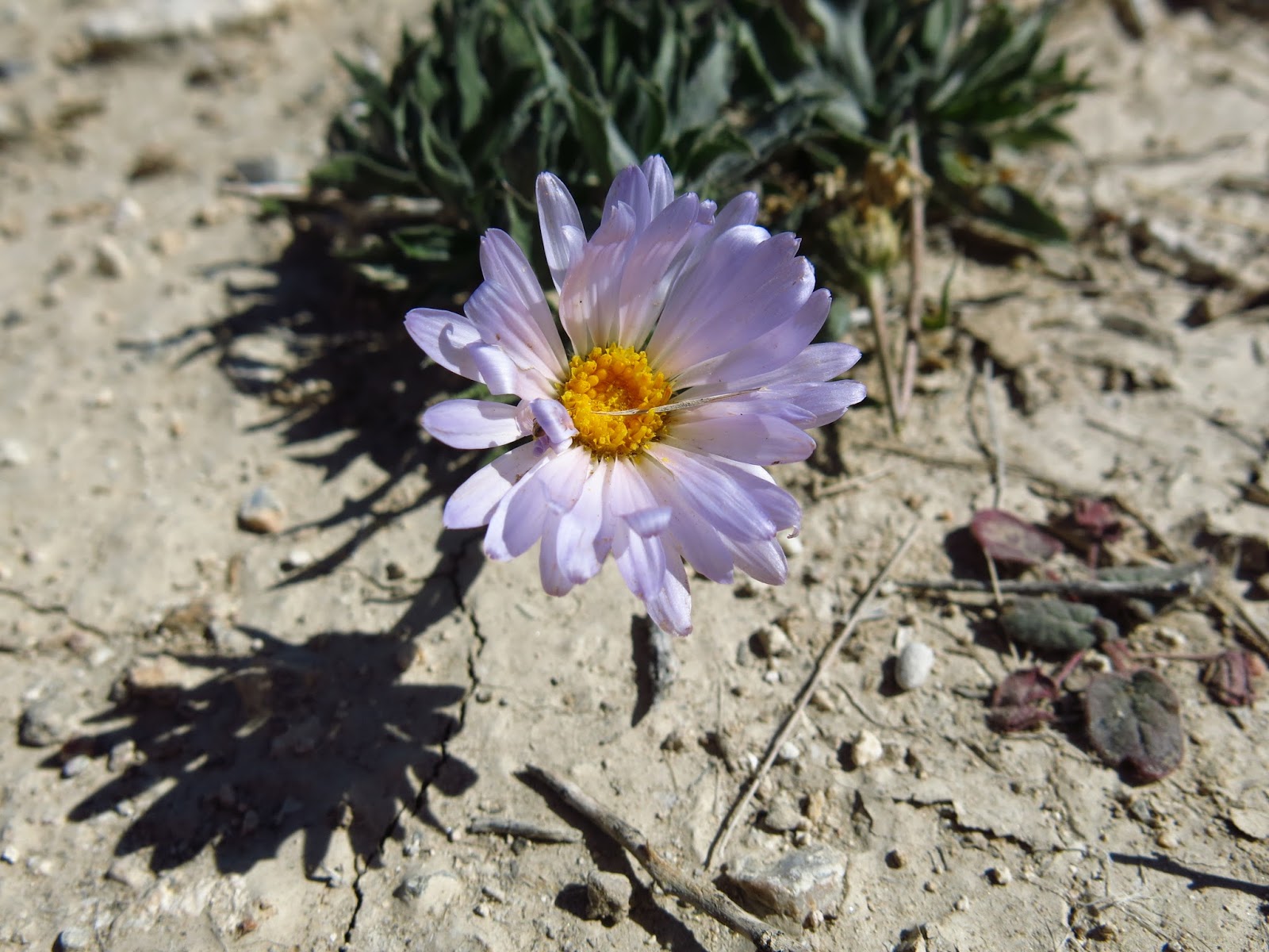 Explore A Bit More: Lee Flat, Darwin Plateau Exploration, October 12th ...