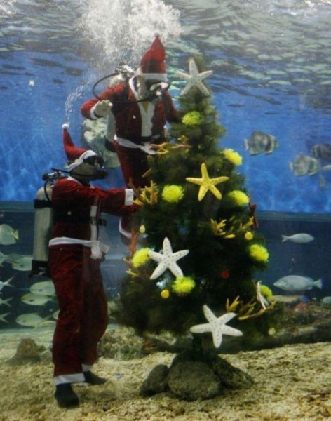 NightRaven's Creativity: oh xmas tree oh xmas .....