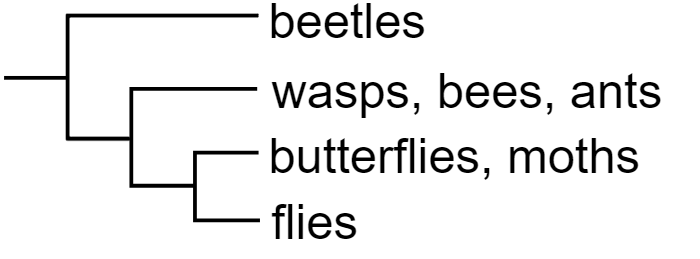 Phylogeny: Classifying Succulents