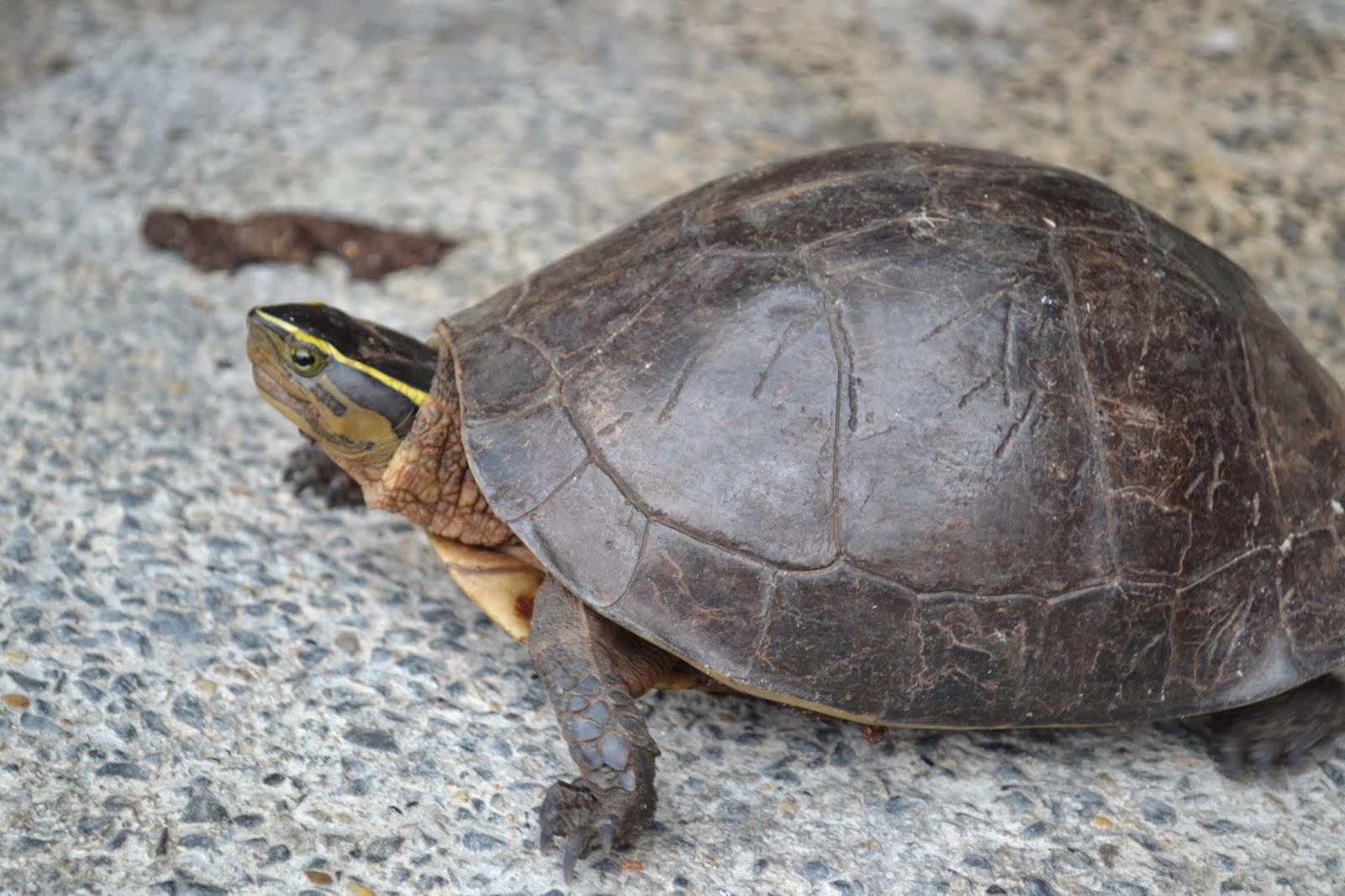 Head (South) East: The Fauna of Malaysia: Wild or Captive, We Captured It