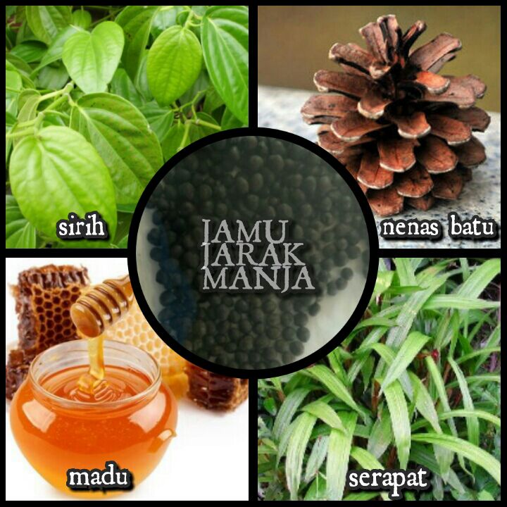 AZURA KAMIS: Jamu Jarak Manja : Khasiat Nenas Batu