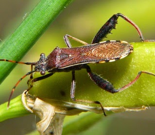 Anim Agro Technology: KESING - APA DIA