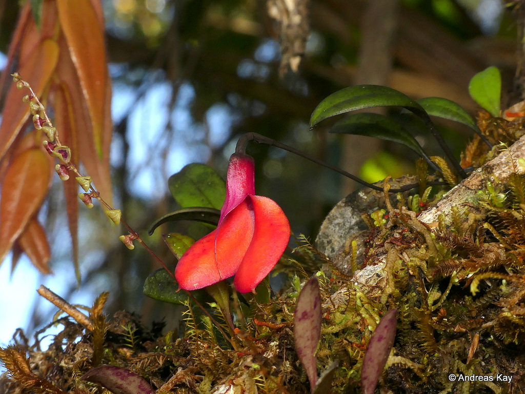 Masdevallia deformis care and culture | Travaldo's blog