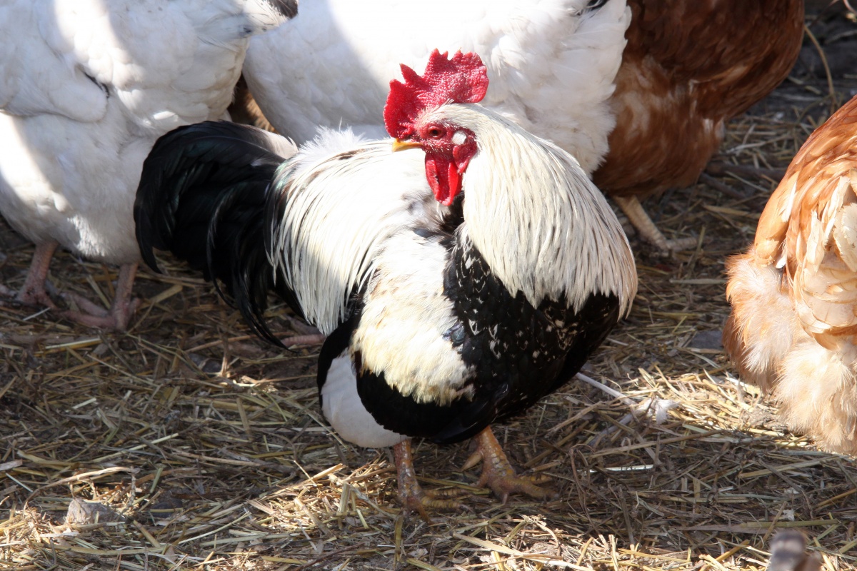 *-"el blog de vertolan"-*: EL GALLINERO, Y EL TRILERO