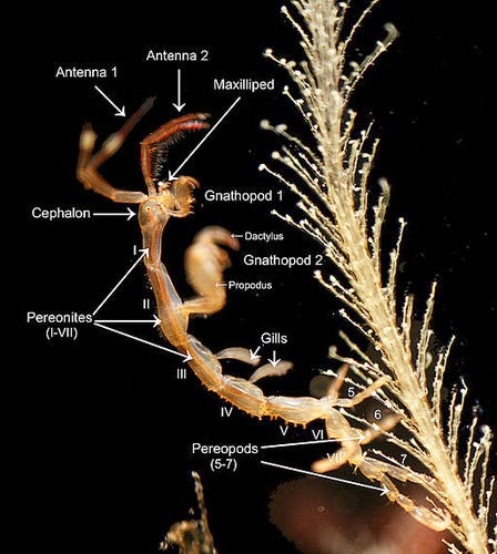 Morphology (biology)