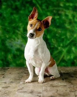 Daj głos, czyli jak dogadać się ze swoim psem: Jack i Parson Russell ...