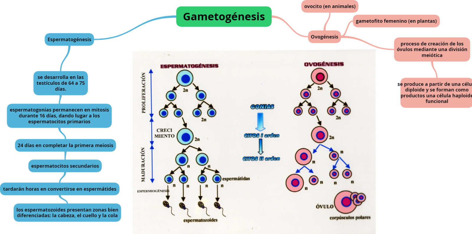 BASES DE BIOLOGÍA CELULAR: GAMETOGÉNESIS