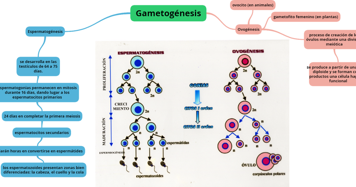 BASES DE BIOLOGÍA CELULAR: GAMETOGÉNESIS