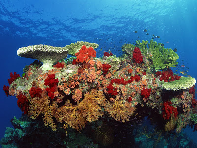 Amazing Coral Reef | Best Photos Collection