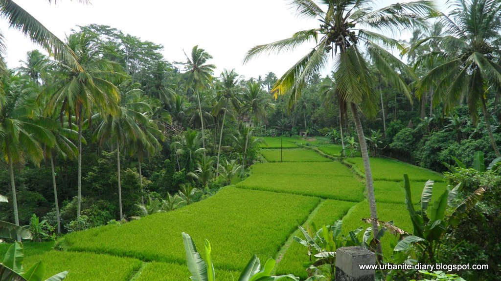 Bali 108 - Terrace Paddy Fields • Sassy Urbanite's Diary