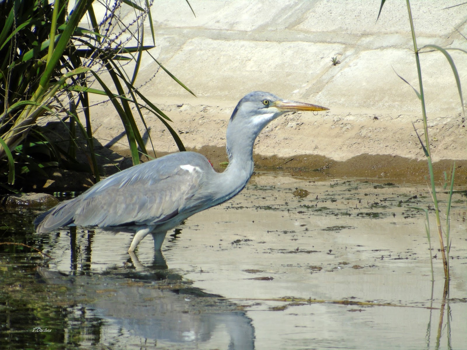 PASARI DIN ROMANIA: STARCUL CENUSIU, Ardea cinerea