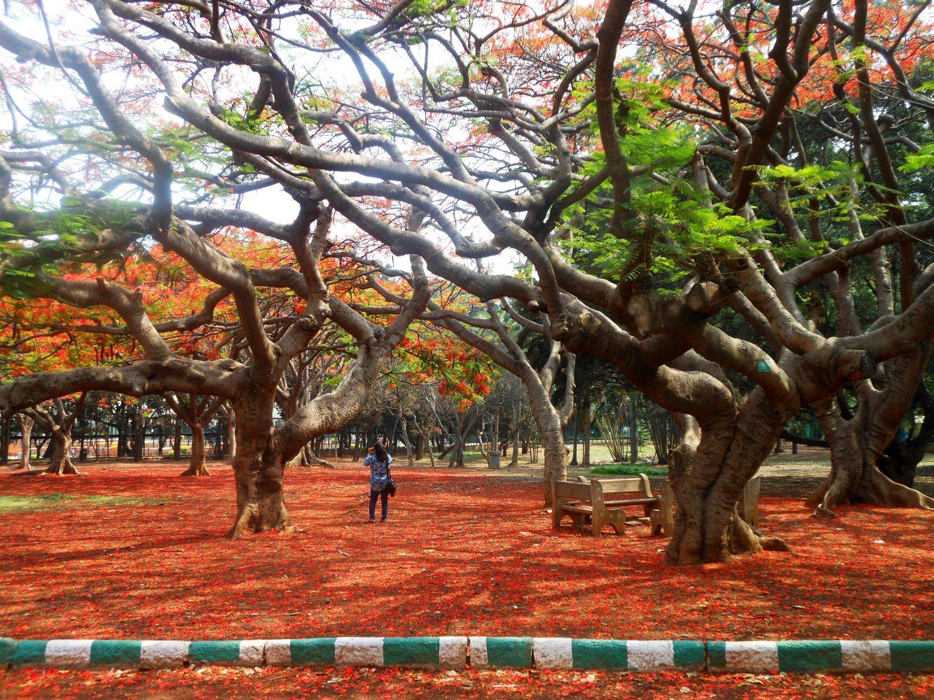 Bangalore: A Guide for Visitors: Lal Bagh Botanical Gardens