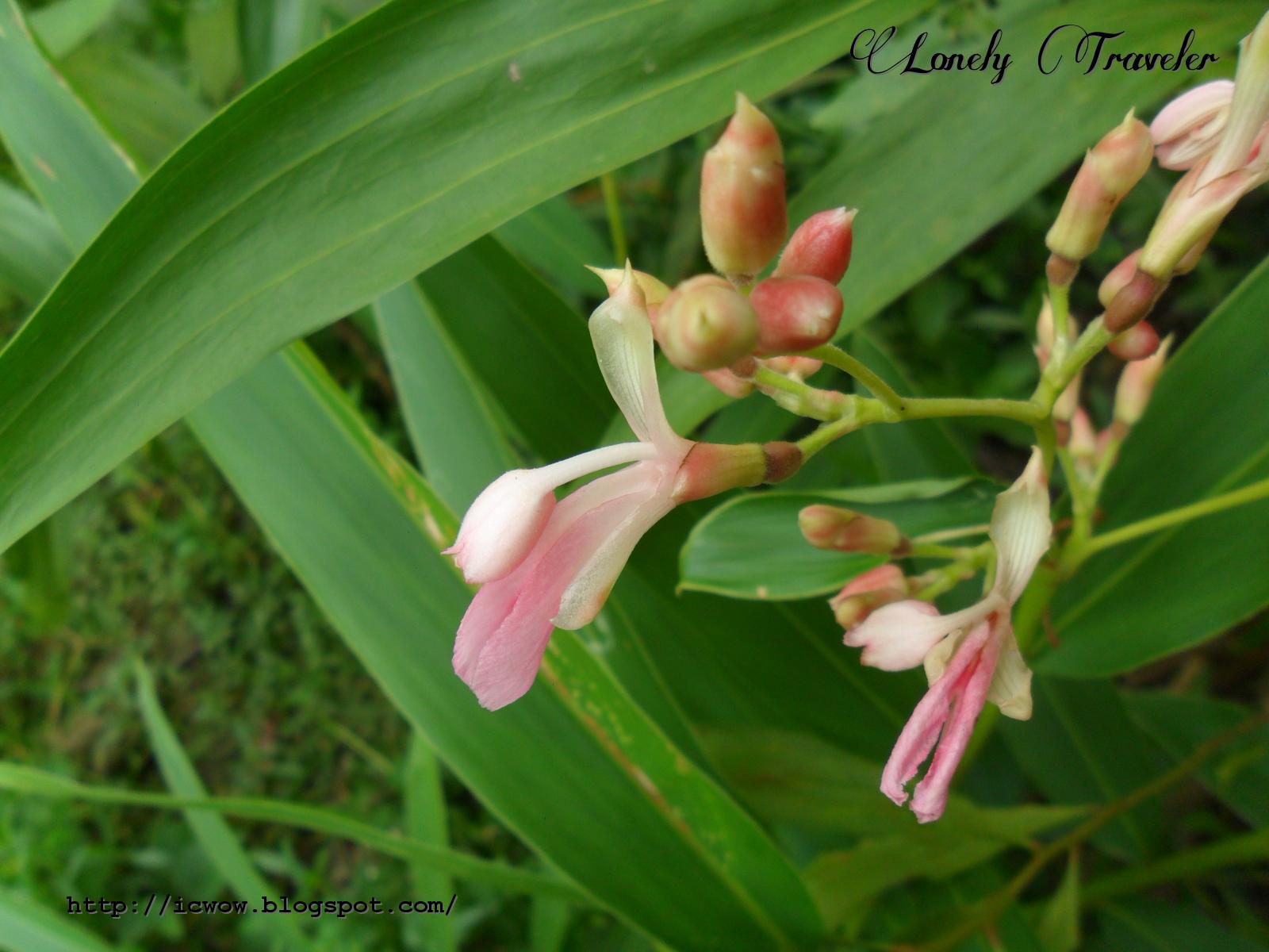 Aquatic ginger - Alpinia aquatica
