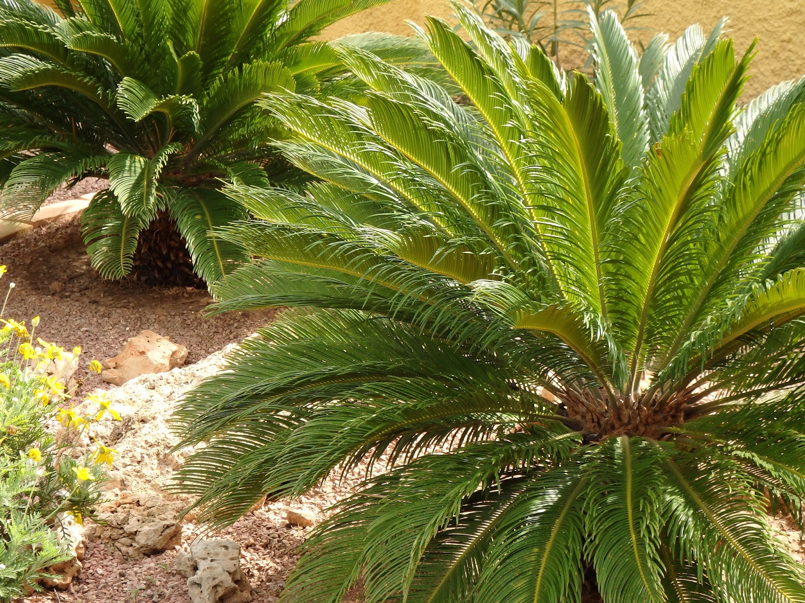 Cyca Revoluta (Cica)