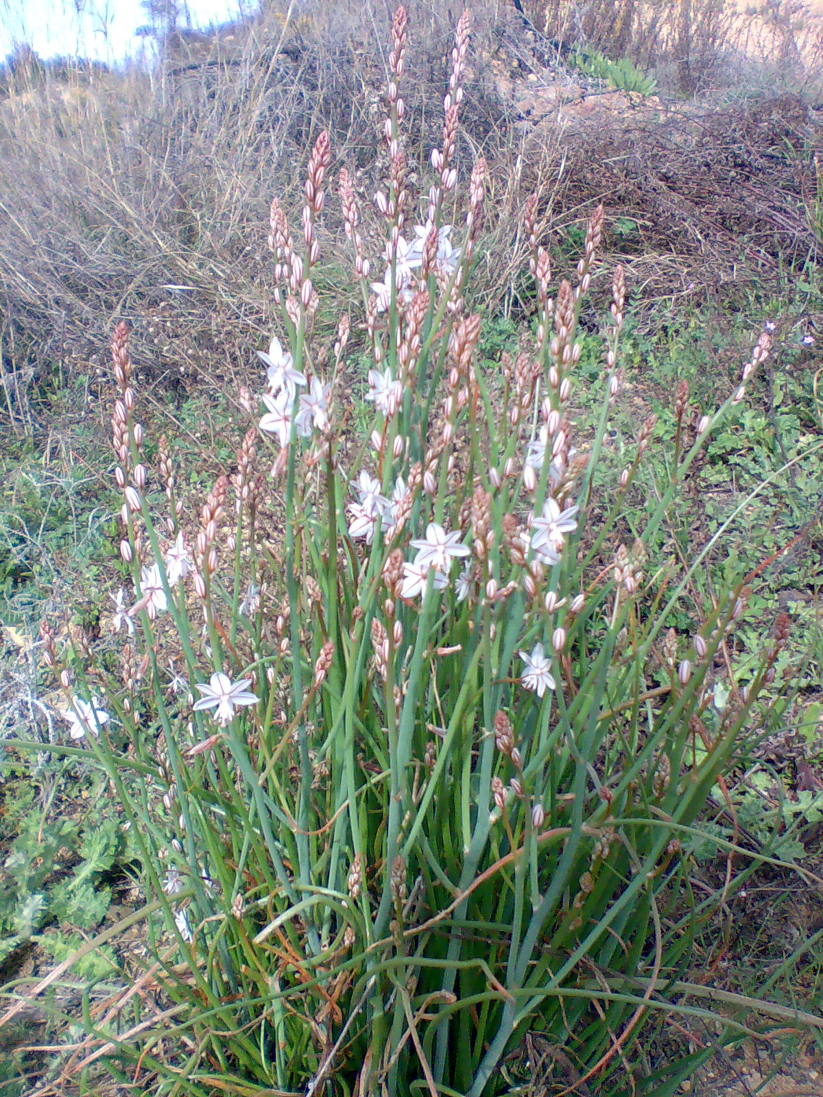 Aventuras en la Palma d´Ebre: EL PRIMITO DE LOS GAMONES