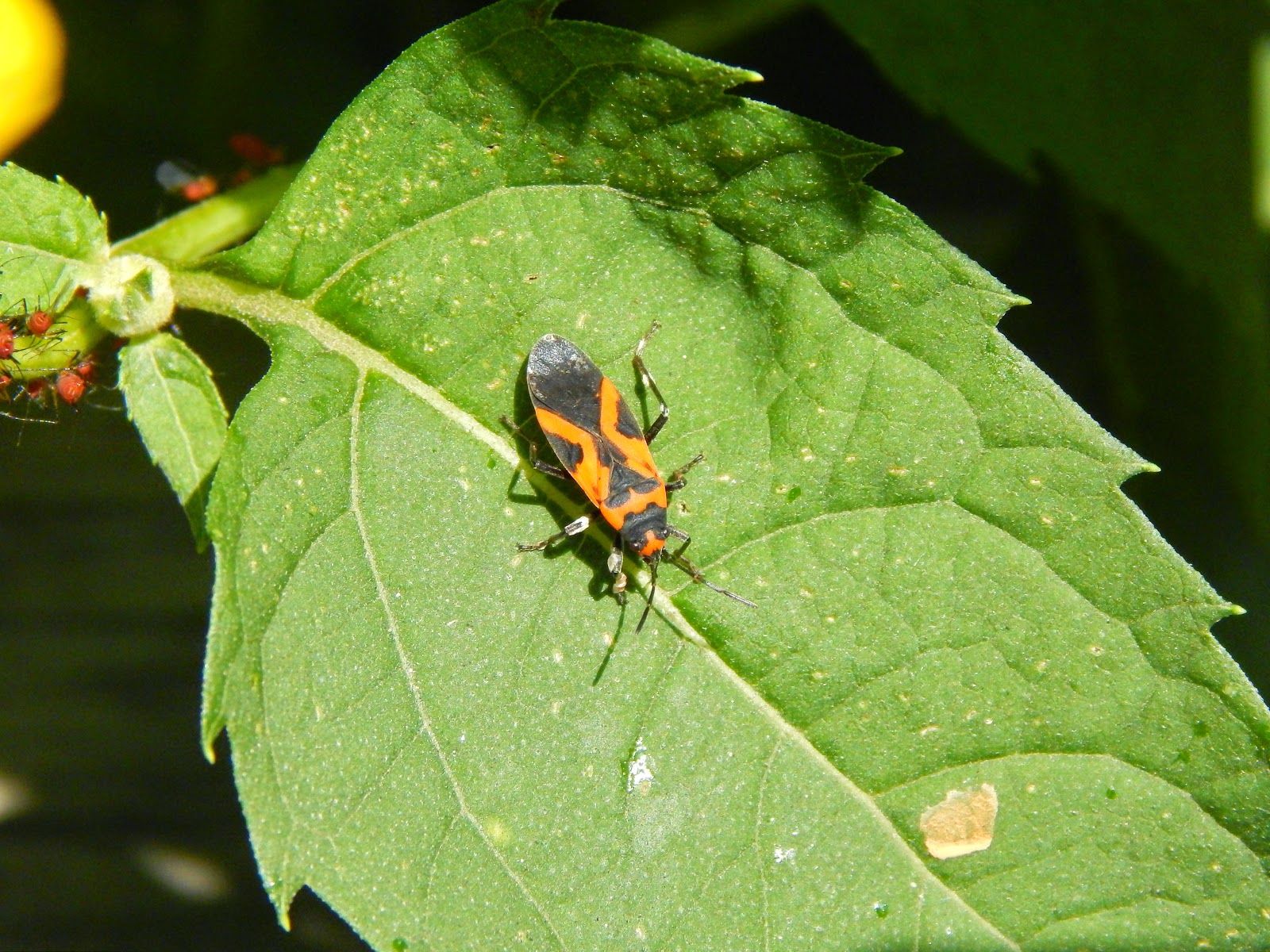Capital Naturalist by Alonso Abugattas: Milkweed Bugs?