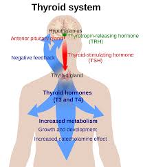 THYROID : KENALI PUNCA, SIMPTOM DAN KESANNYA..ADAKAH IANYA MEMBAHAYAKAN ...